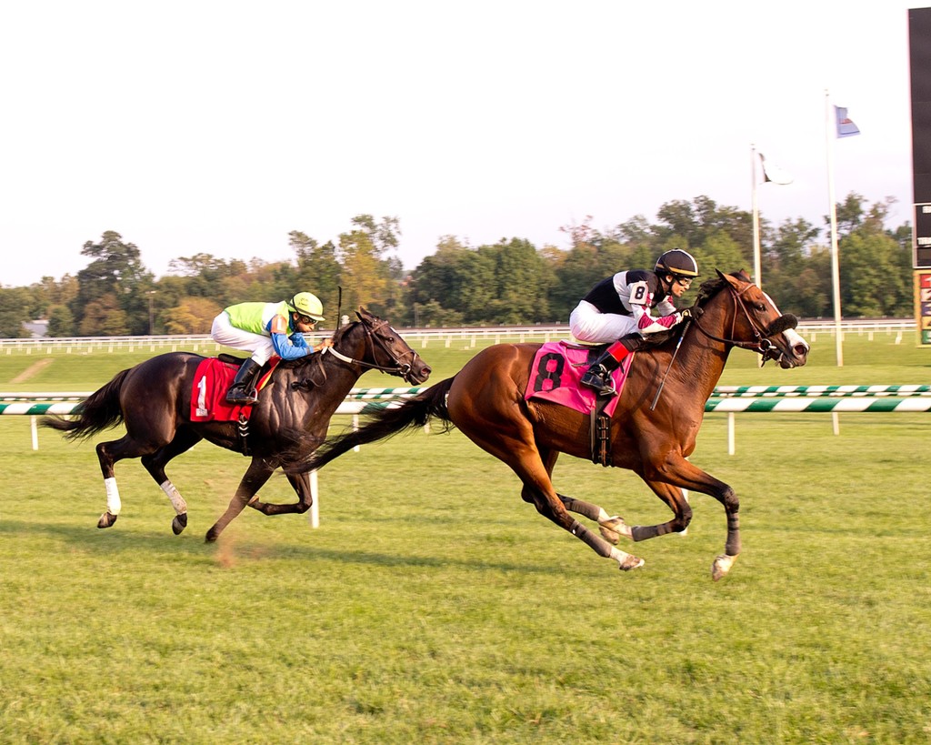 Thoroughbred Thursday: Nest Of Pirates in Retirement - Sagamore Farm